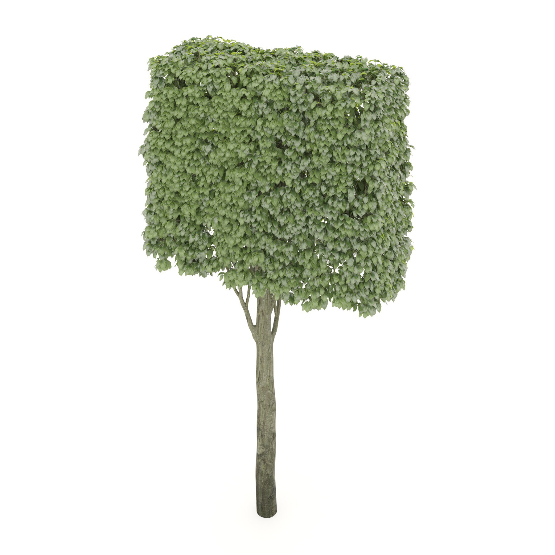 ArtStation - Rectangular shaped tree | Resources