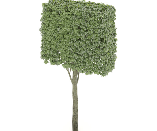 ArtStation - Rectangular shaped tree | Resources