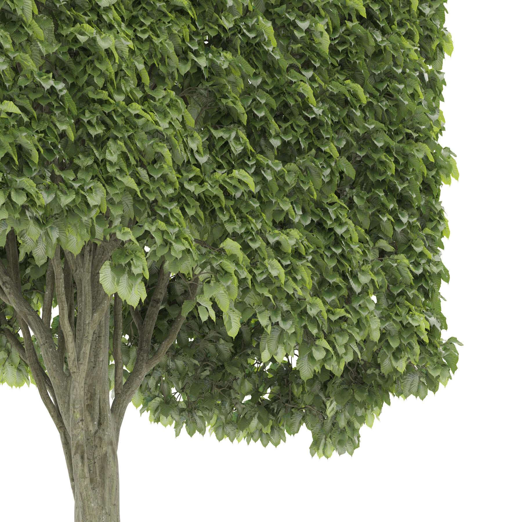 ArtStation - Rectangular shaped tree | Resources