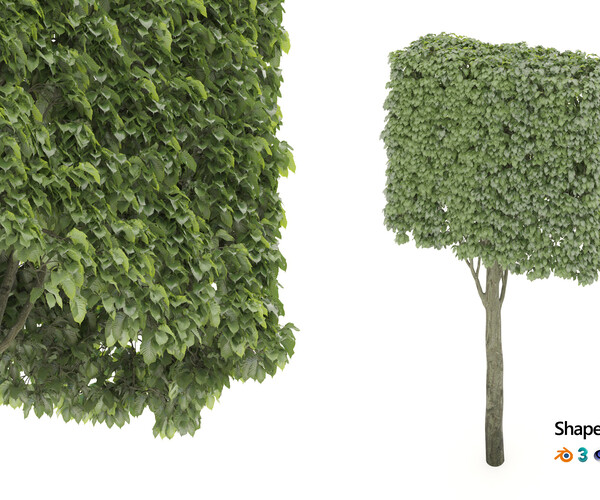 ArtStation - Rectangular shaped tree | Resources