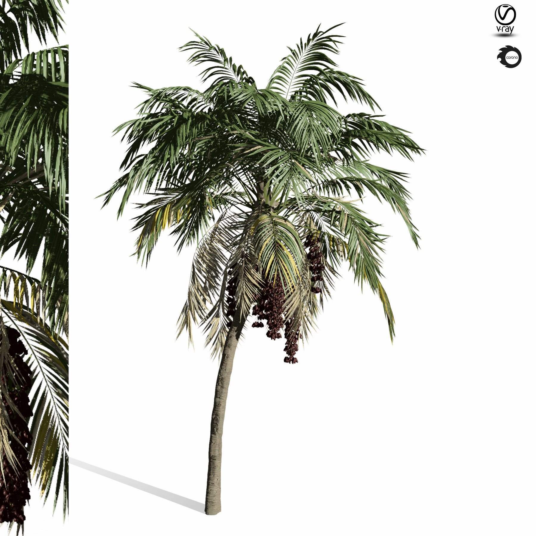 ArtStation - palm tree-s03 | Resources