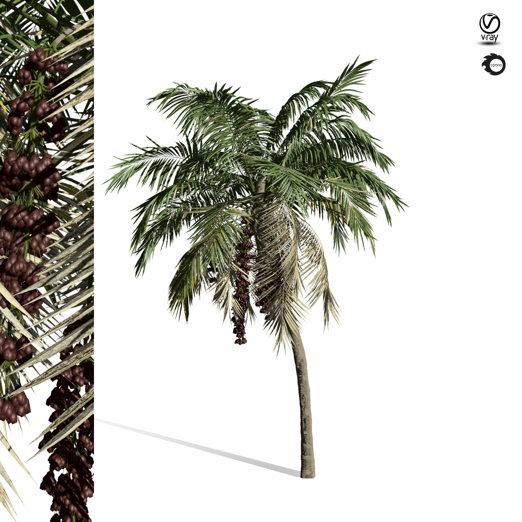 ArtStation - palm tree-s03 | Resources