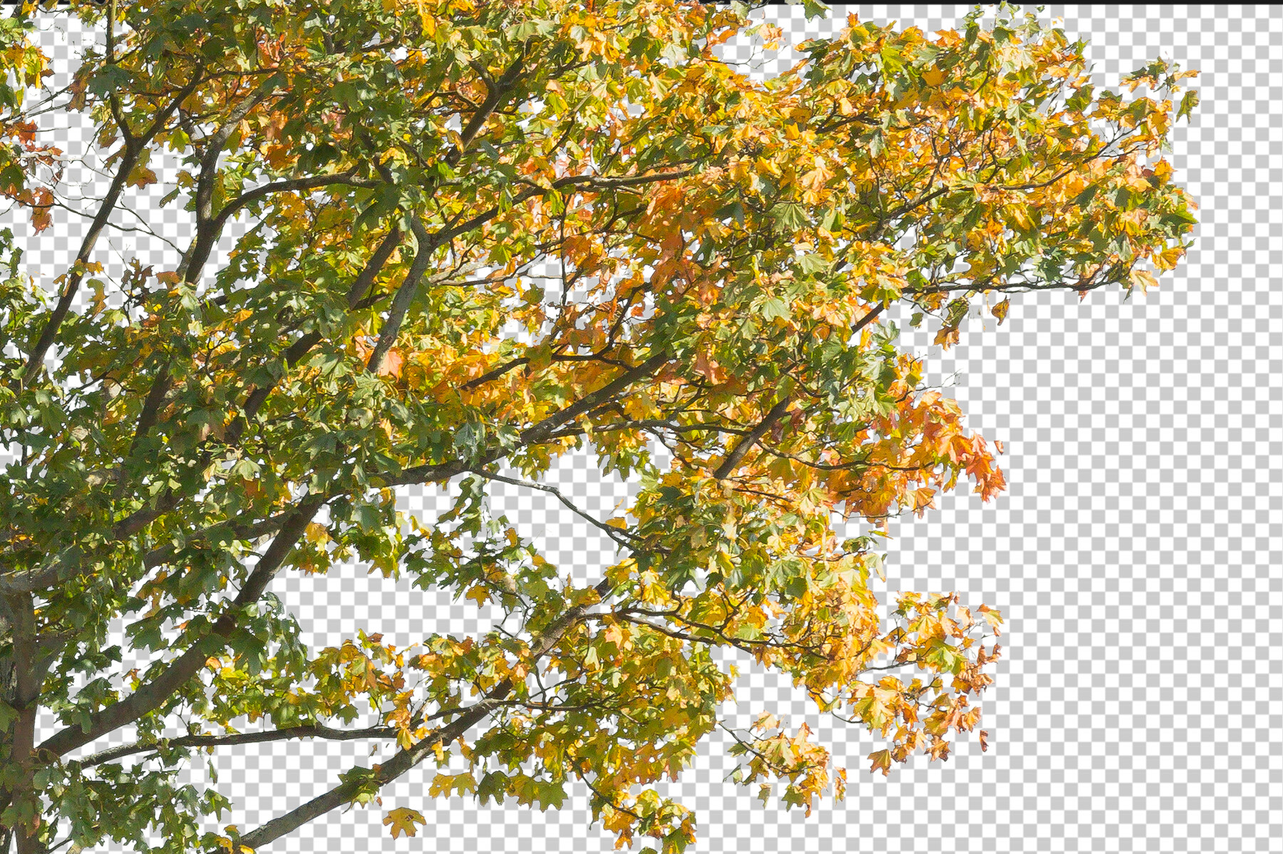ArtStation - 100 Autumn trees isolated PNG transparent, Digital tree ...