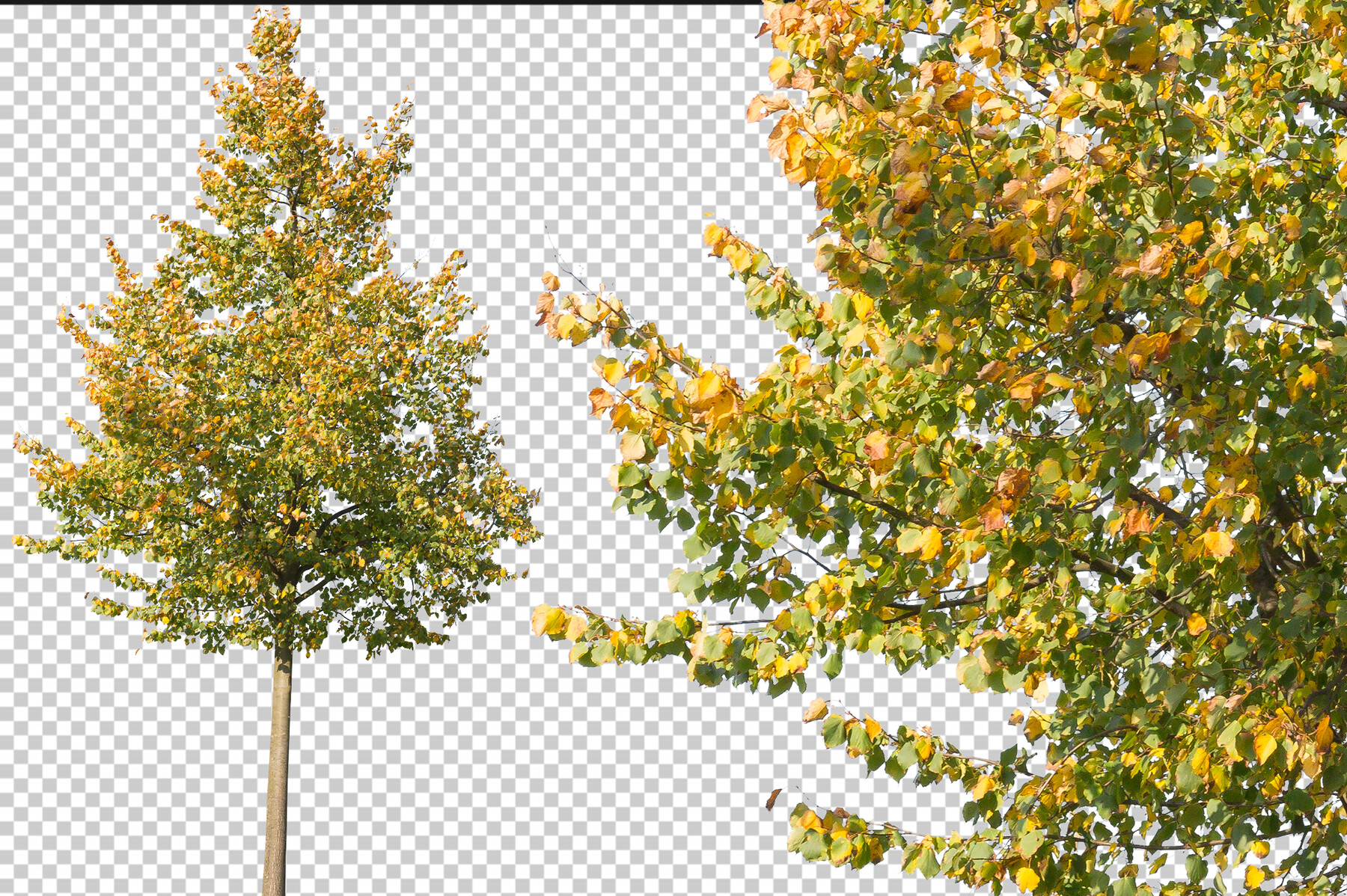 ArtStation - 100 Autumn trees isolated PNG transparent, Digital tree ...