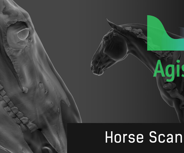 ArtStation - Horse 3D Scans | Resources