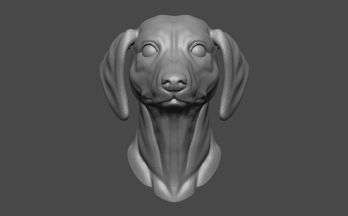 ArtStation - Dog Head 02 - Dachshund | Resources
