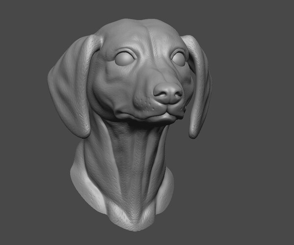 ArtStation - Dog Head 02 - Dachshund | Resources