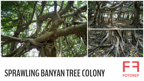 ArtStation - 156 photos of Sprawling Banyan Tree Colony | Resources