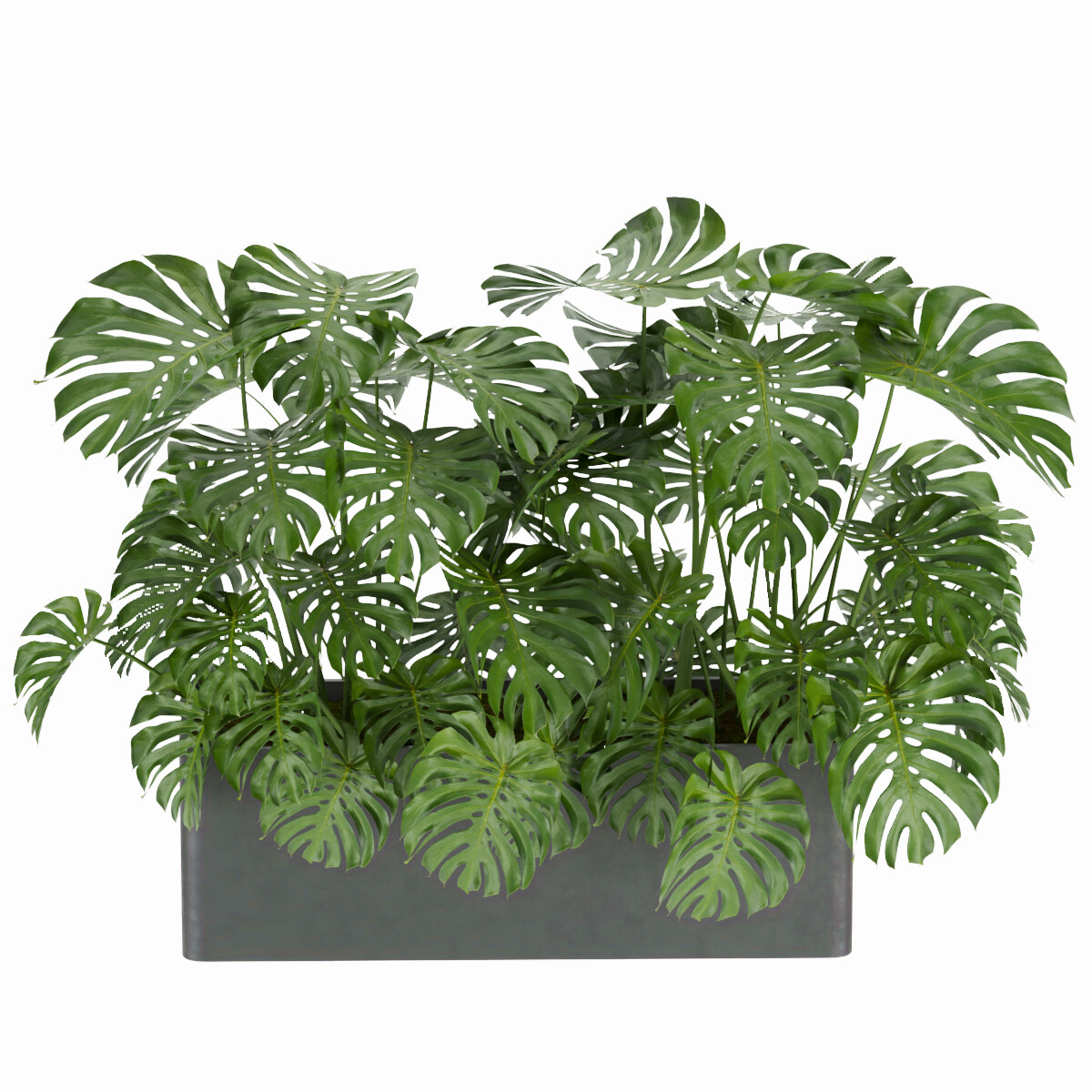 ArtStation - Collection plant vol 323 - indoor - monstera - blender ...
