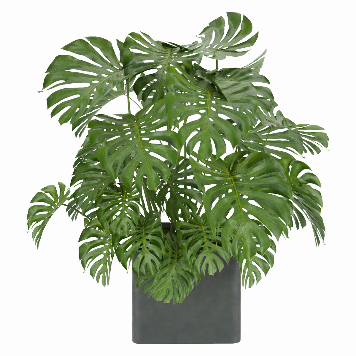 ArtStation - Collection plant vol 323 - indoor - monstera - blender ...