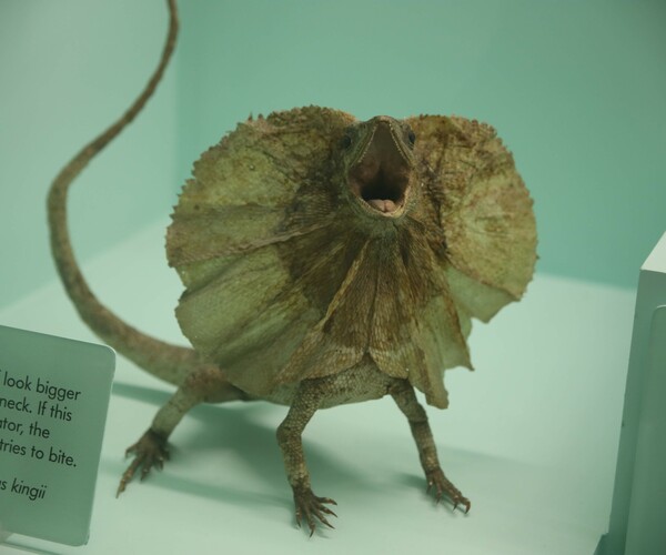 ArtStation - Animal References | Resources