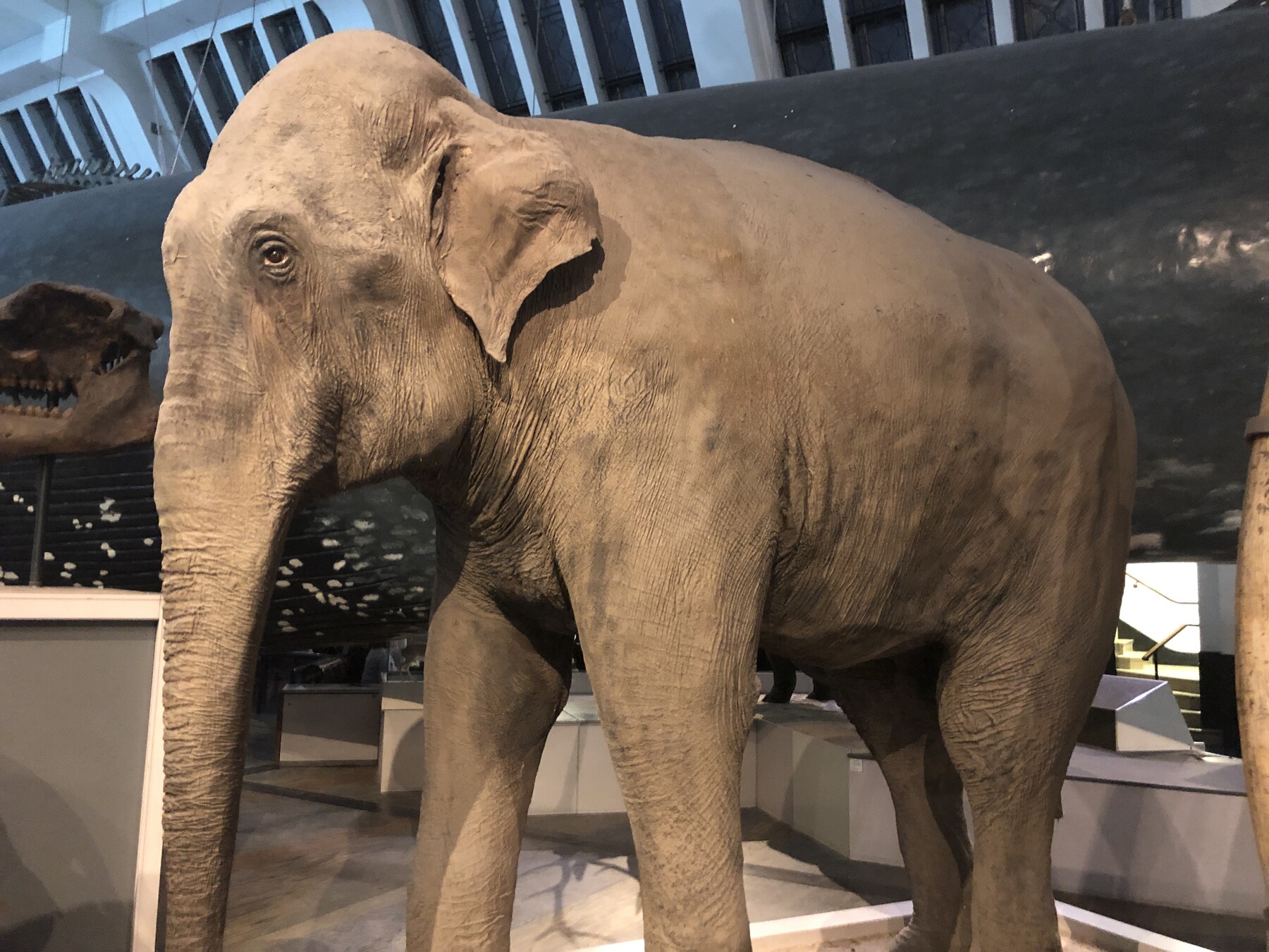 ArtStation - Animal References | Resources