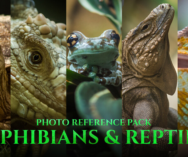 ArtStation - Amphibians & Reptiles vol.1 - Reference Photo Pack For ...