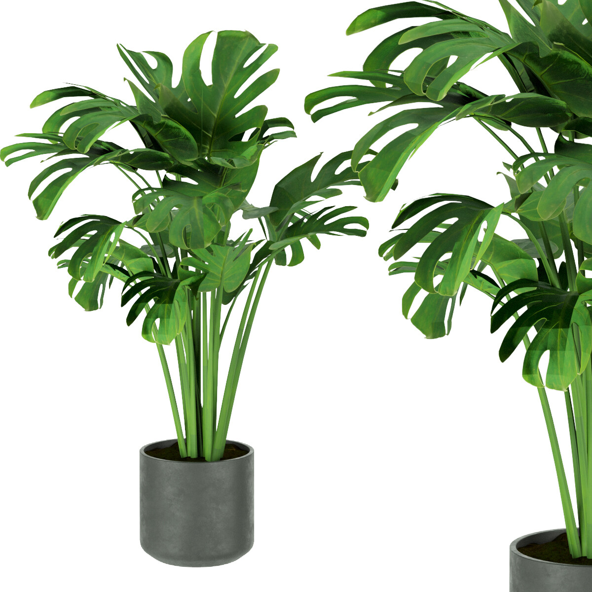 ArtStation - Collection plant vol 334 - indoor - monstera - banana ...