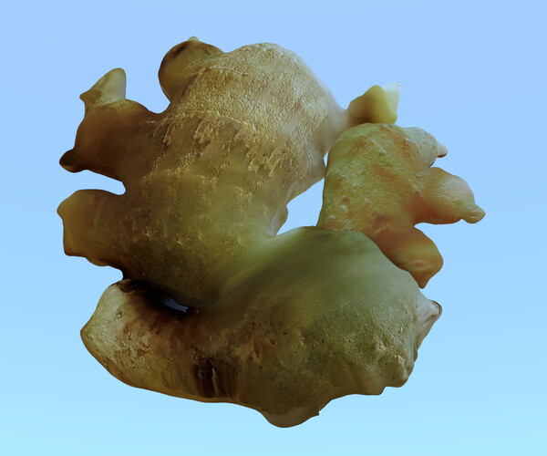 ArtStation - Ginger CG model download Ginger game assets | Resources