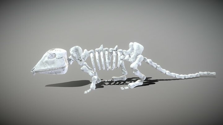 ArtStation - 3D Model - Animal Skeletons | Game Assets