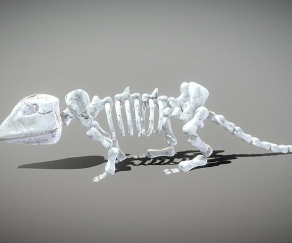 ArtStation - 3D Model - Animal Skeletons | Game Assets