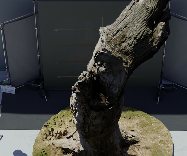 ArtStation - Dead Oak Photogrammetry Scan | Game Assets