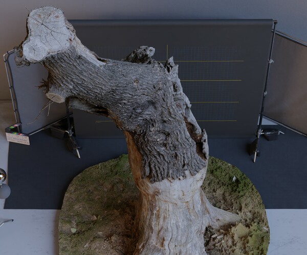 ArtStation - Dead Oak Photogrammetry Scan | Game Assets