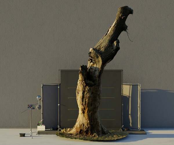 ArtStation - Dead Oak Photogrammetry Scan | Game Assets
