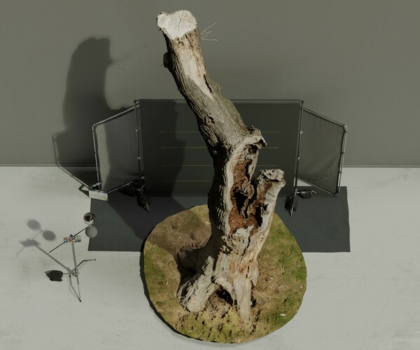 ArtStation - Dead Oak Photogrammetry Scan | Game Assets
