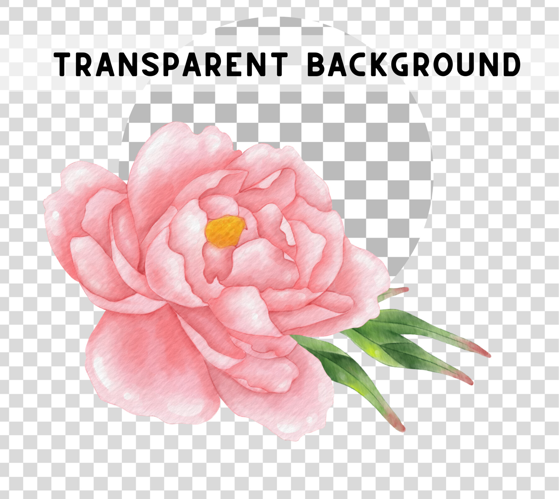 ArtStation - Peony Flowers - watercolor clipart set | Artworks