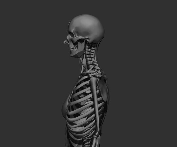 ArtStation - female muscle skeleton anatomy 3d print | Resources