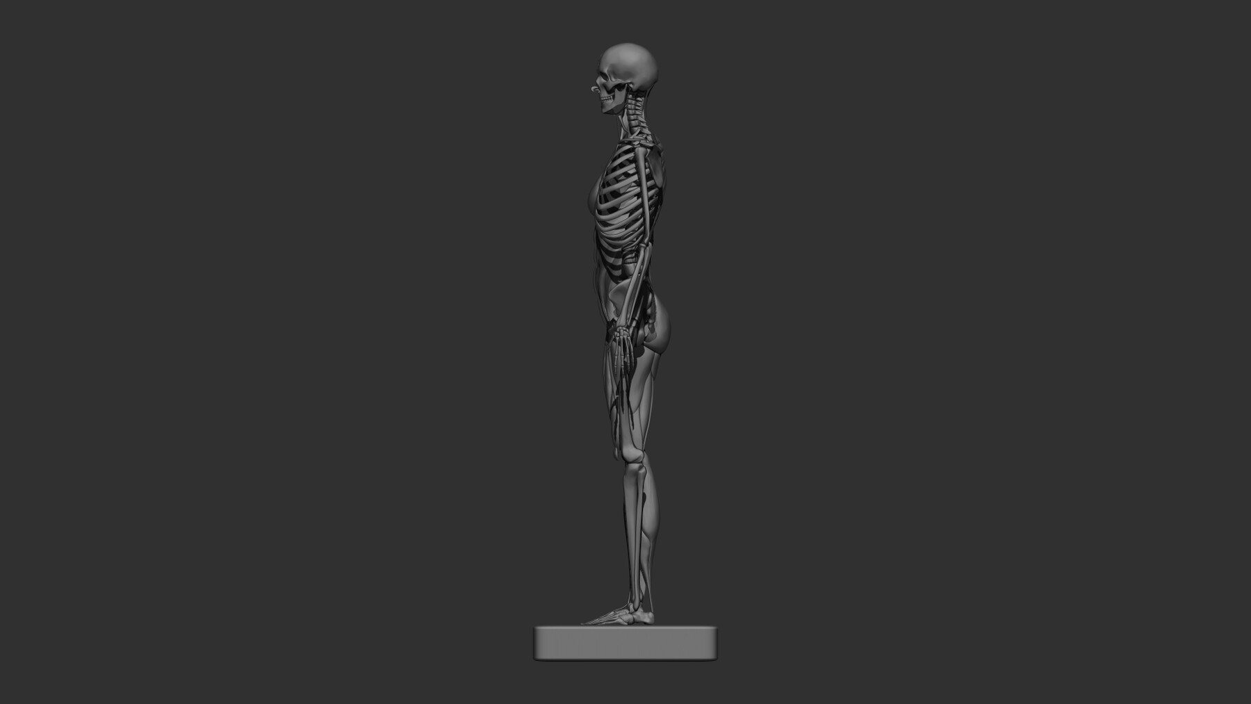 ArtStation - female muscle skeleton anatomy 3d print | Resources