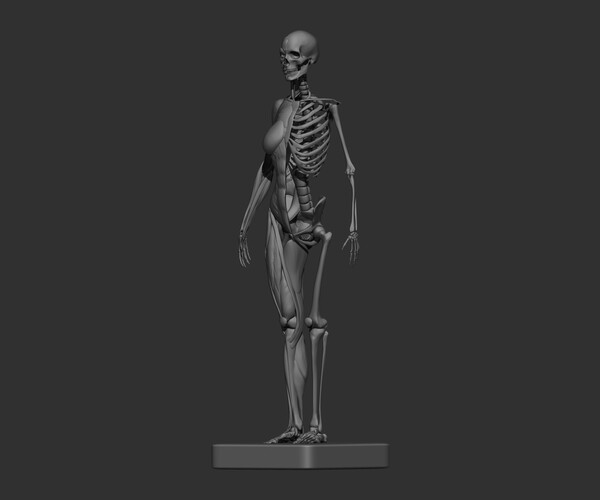 ArtStation - female muscle skeleton anatomy 3d print | Resources