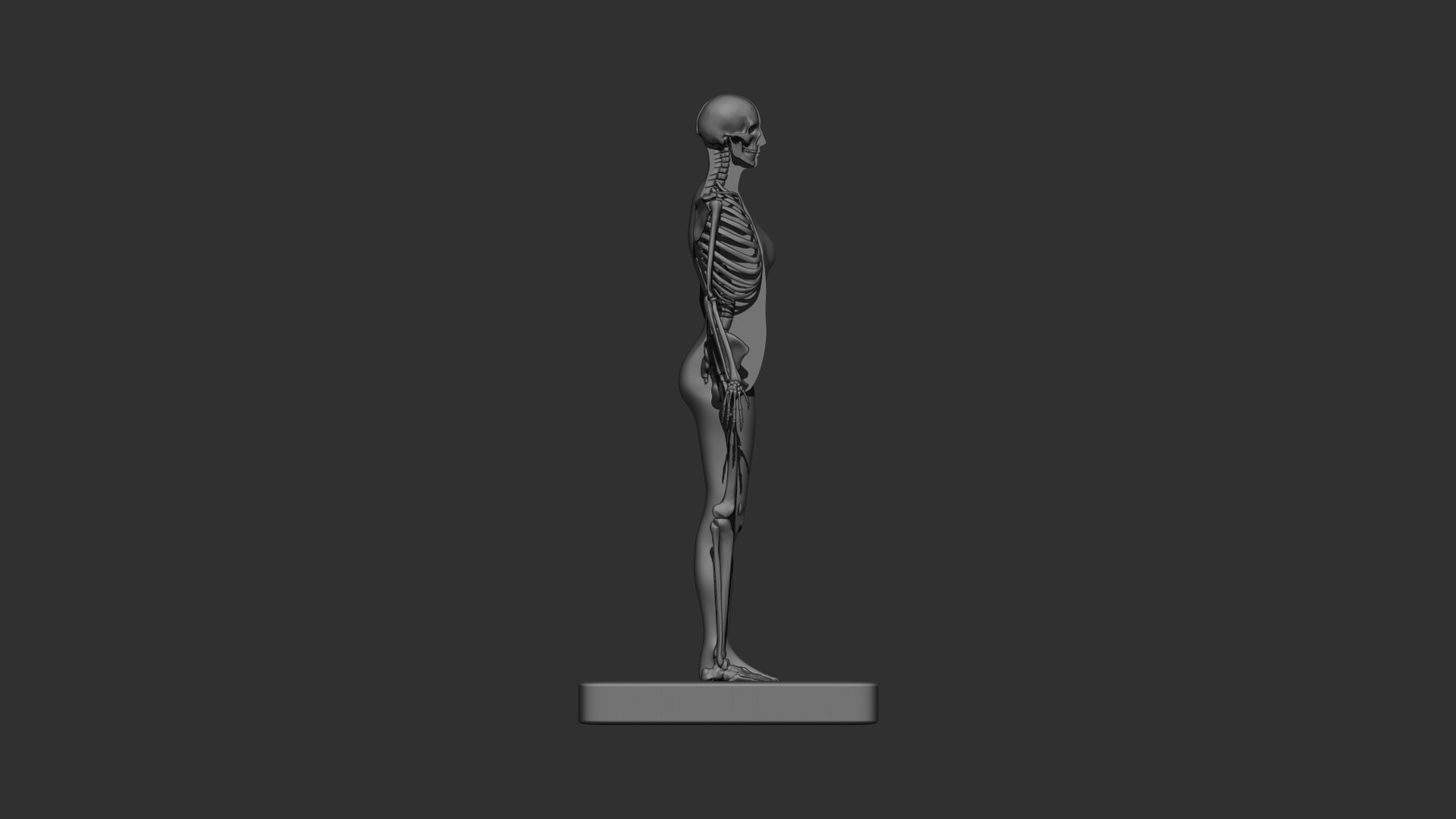 ArtStation - Female Skeleton Anatomy 3d print | Resources