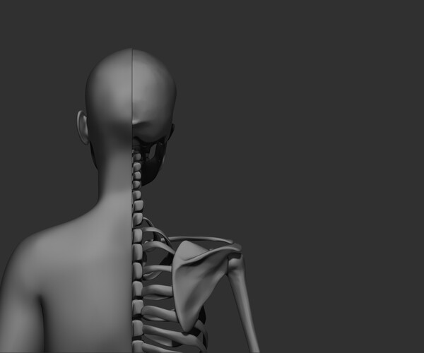 ArtStation - Female Skeleton Anatomy 3d print | Resources
