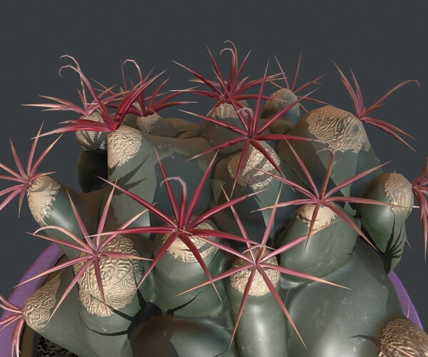ArtStation - Ferocactus emori/Cactus | Game Assets
