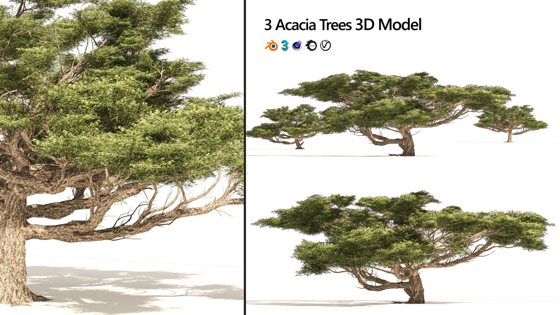 ArtStation - 3 Acacia Trees | Resources