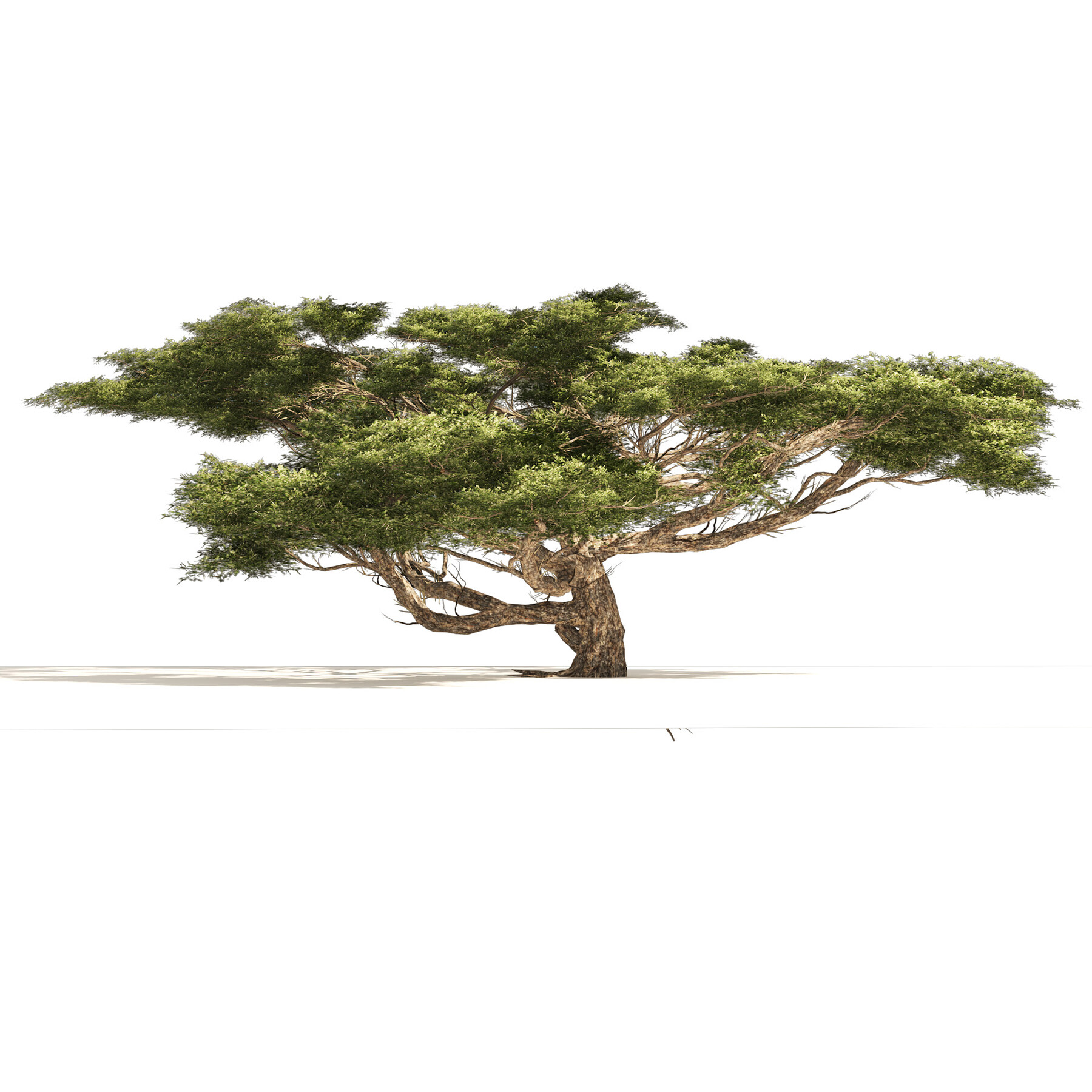ArtStation - 3 Acacia Trees | Resources