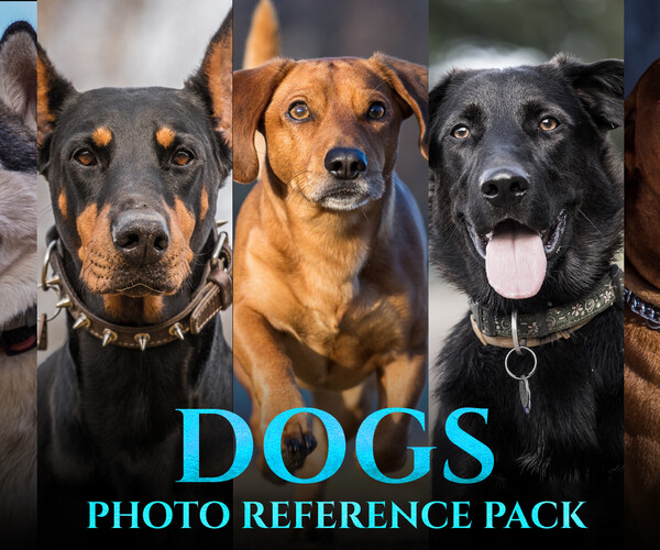 ArtStation - Dogs -Photo Reference Pack For Artists 145 JPEGs noAI ...