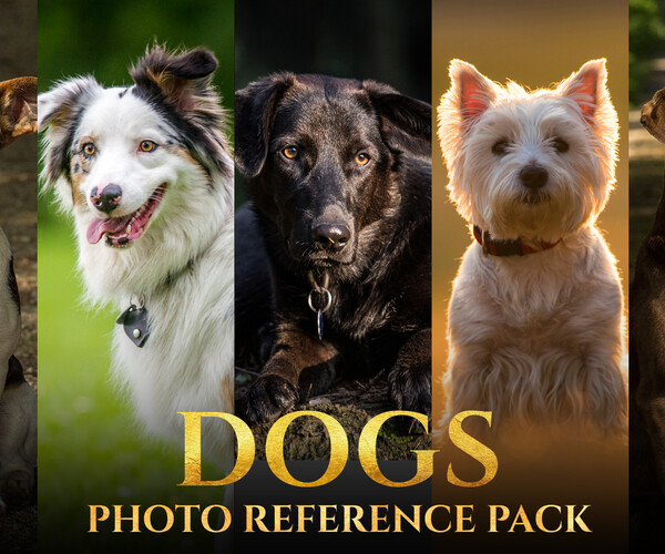 ArtStation - Dogs -Photo Reference Pack For Artists 145 JPEGs noAI ...