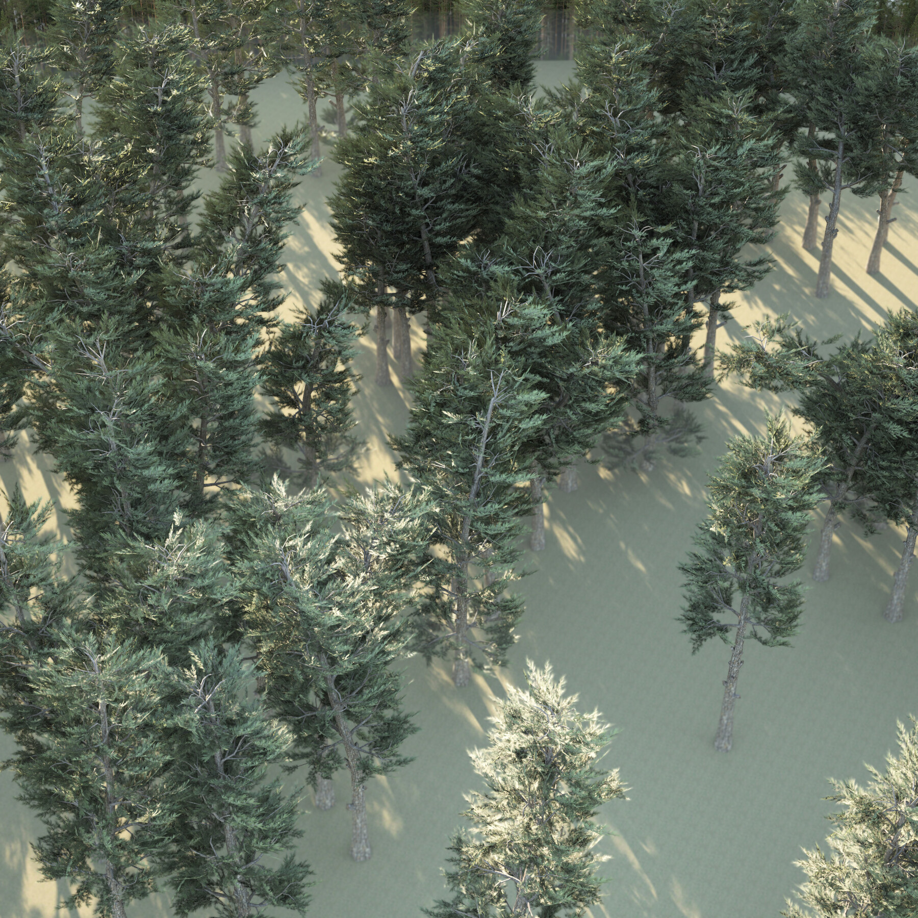 ArtStation - Conifer Forest 3d scene | Resources
