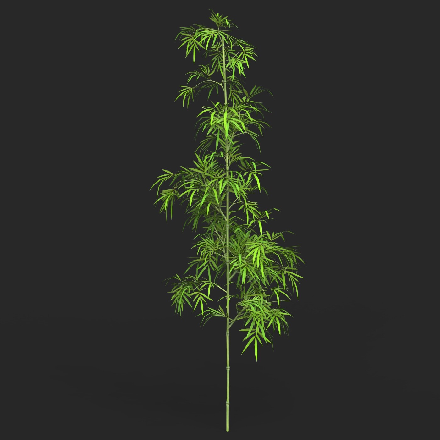 ArtStation - Realistic Game Ready Bamboo Tree 02 | Resources