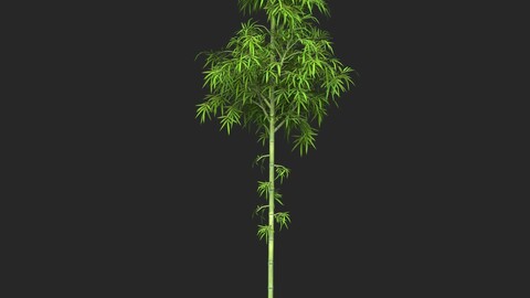 ArtStation - Realistic Game Ready Bamboo Tree 05 | Resources