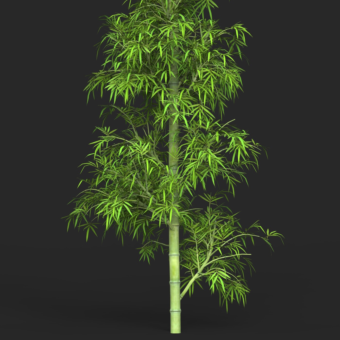 ArtStation - Realistic Game Ready Bamboo Tree 08 | Resources