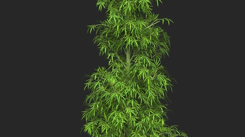 ArtStation - Realistic Game Ready Bamboo Tree 09 | Resources