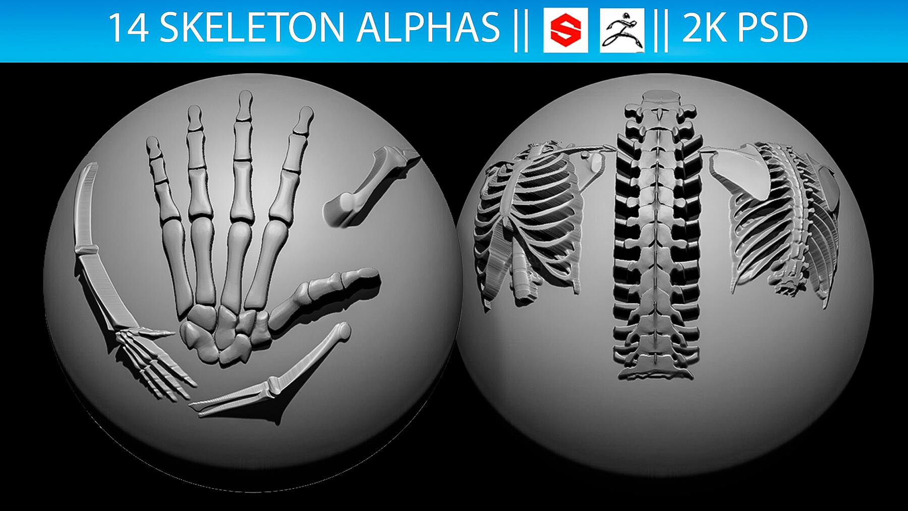 ArtStation - 14 Skeleton Alphas Vol.2 (ZBrush, Substance, 2K) | Brushes
