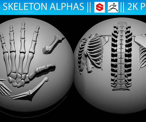 ArtStation - 14 Skeleton Alphas Vol.2 (ZBrush, Substance, 2K) | Brushes
