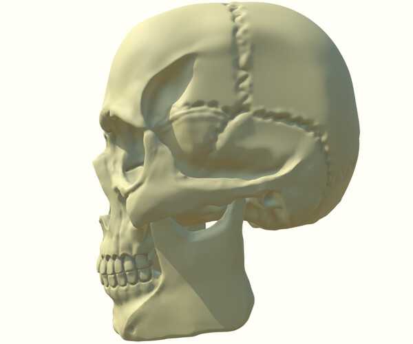 ArtStation - Realistic Skull ( HP ) | Resources