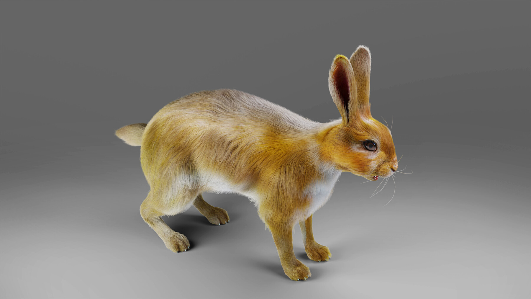 ArtStation - Fur Rabbit V01 Rigged in Blender | Game Assets
