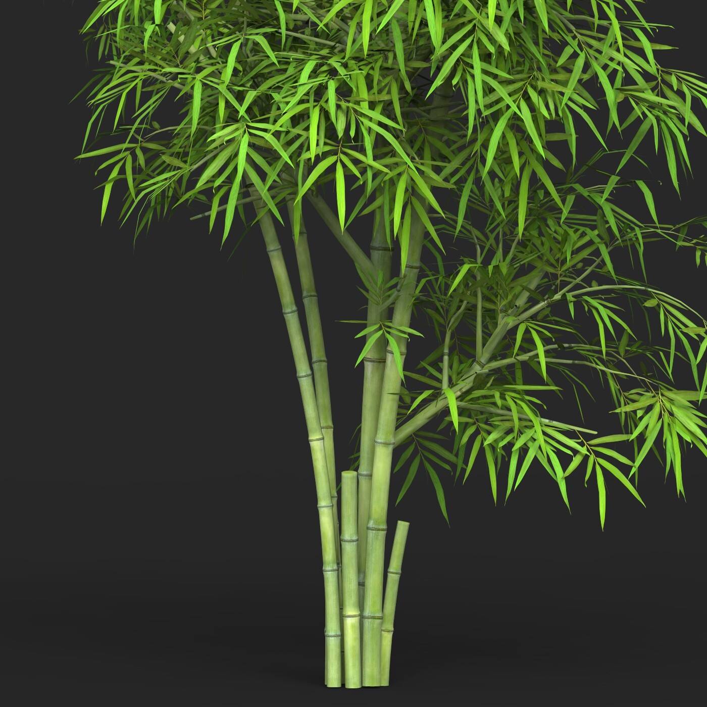 ArtStation - Realistic Game Ready Bamboo Tree 13 | Resources