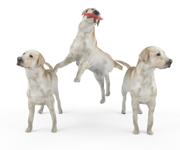 ArtStation - Labrador dog | Resources