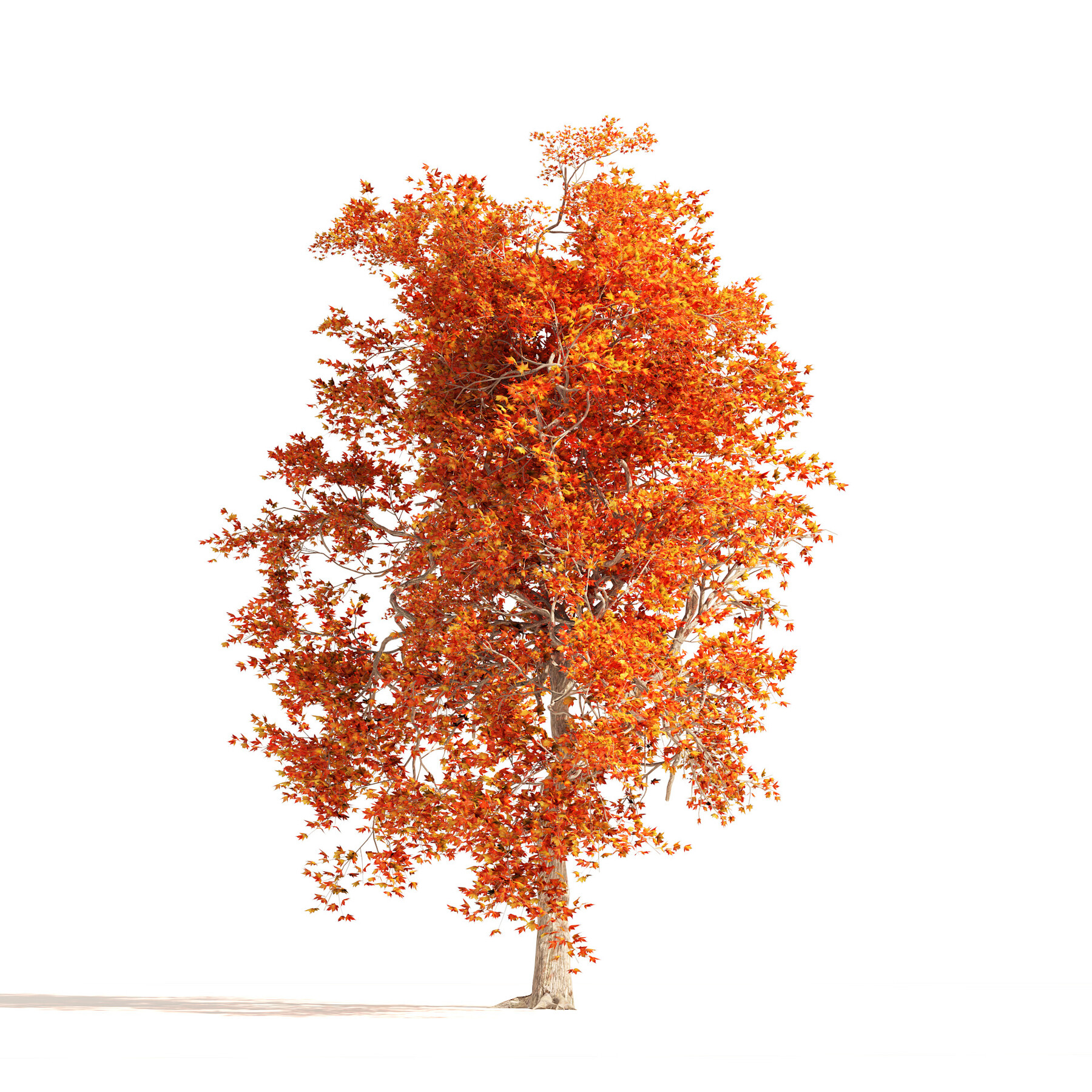 ArtStation - Summer and Autumn Japanese Maple Trees | Resources