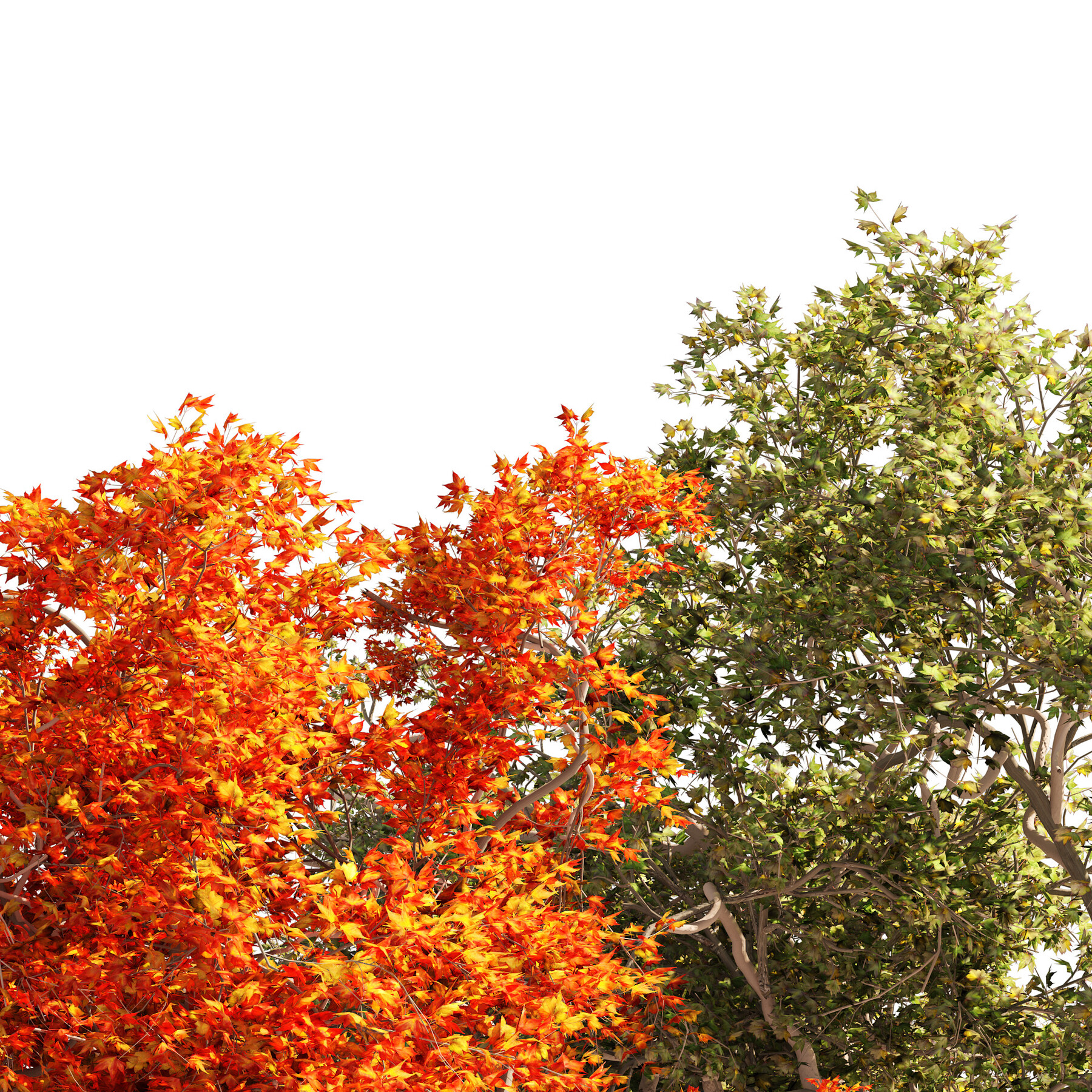 ArtStation - Summer and Autumn Japanese Maple Trees | Resources