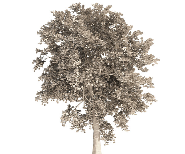 ArtStation - Summer and Autumn Japanese Maple Trees | Resources